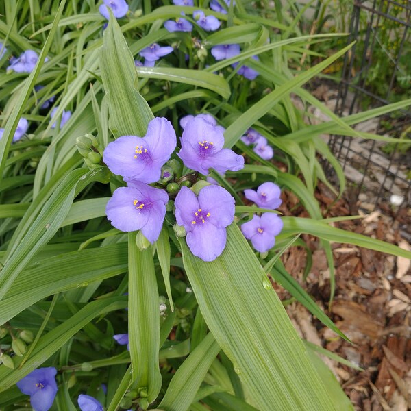 Spiderwort - Etsy