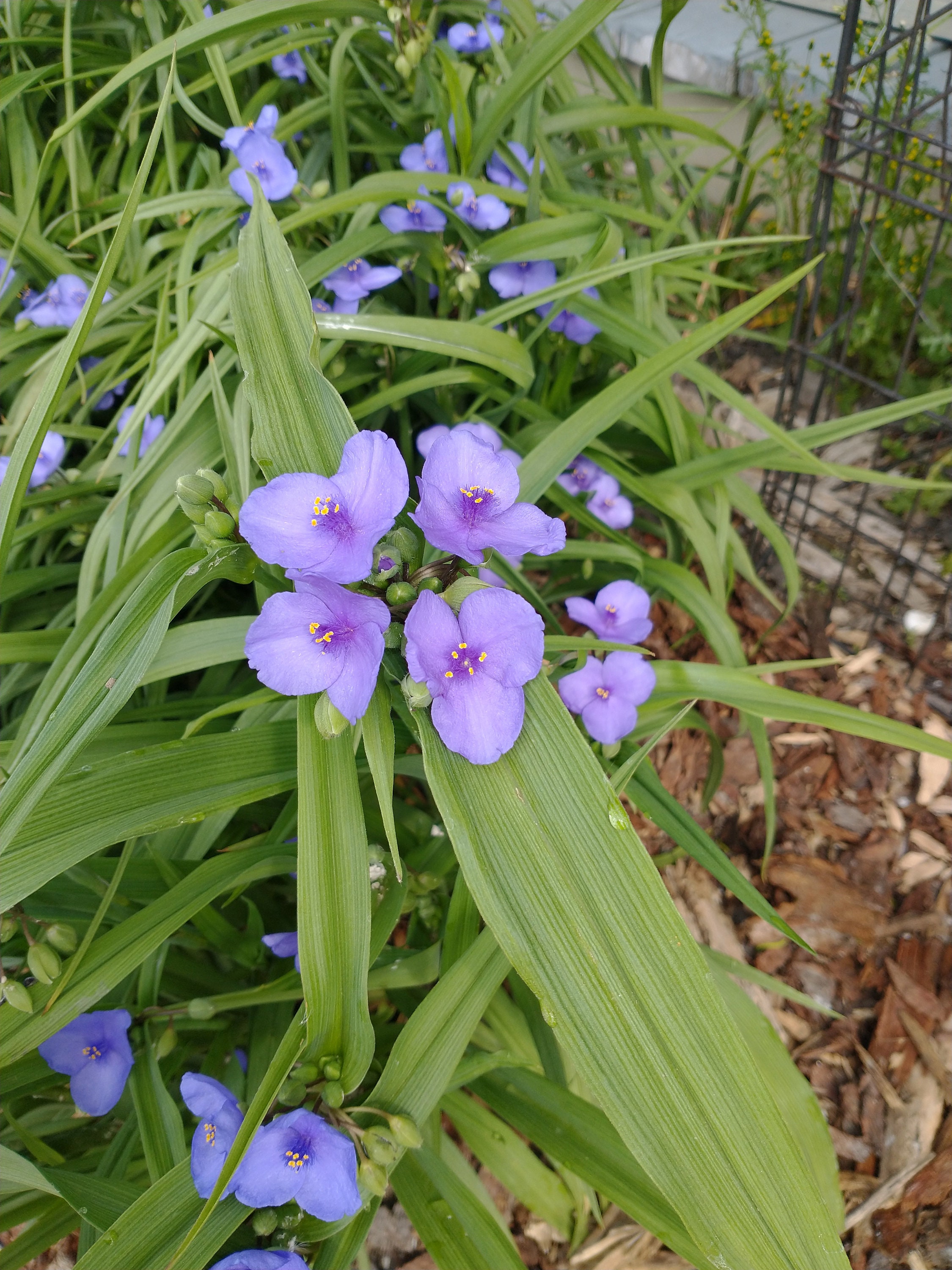 Tradescantia Amethyst Kiss Lot of 2 Perennial Purple Flower Bare Root ...