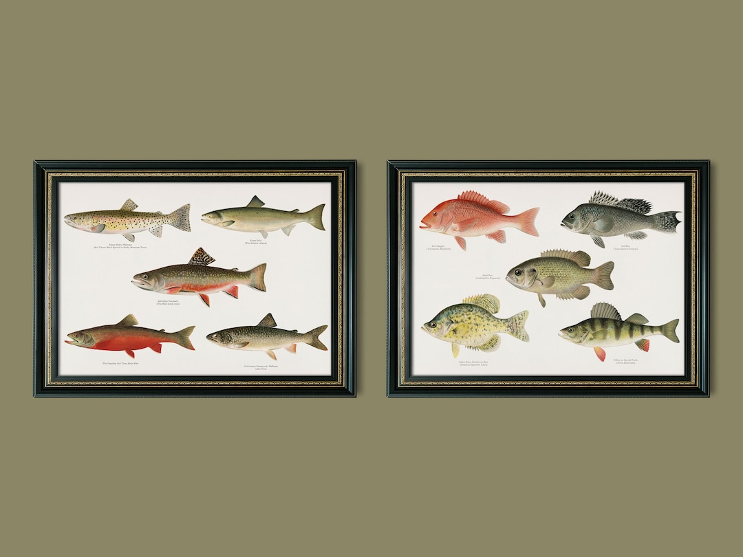 Vintage Fish Illustration Prints - Set of 2 - Gallery Wall Art ...