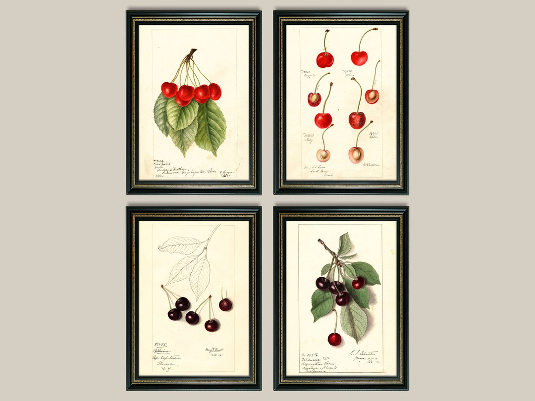 Vintage Cherry Prints - Set of 4 - Gallery Wall Art - Unframed Antique Reproduction - Shipped in ...