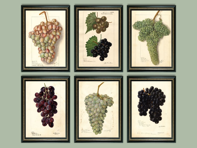 Vintage Grape Illustration Prints - Set of 6 - Gallery Wall Art ...