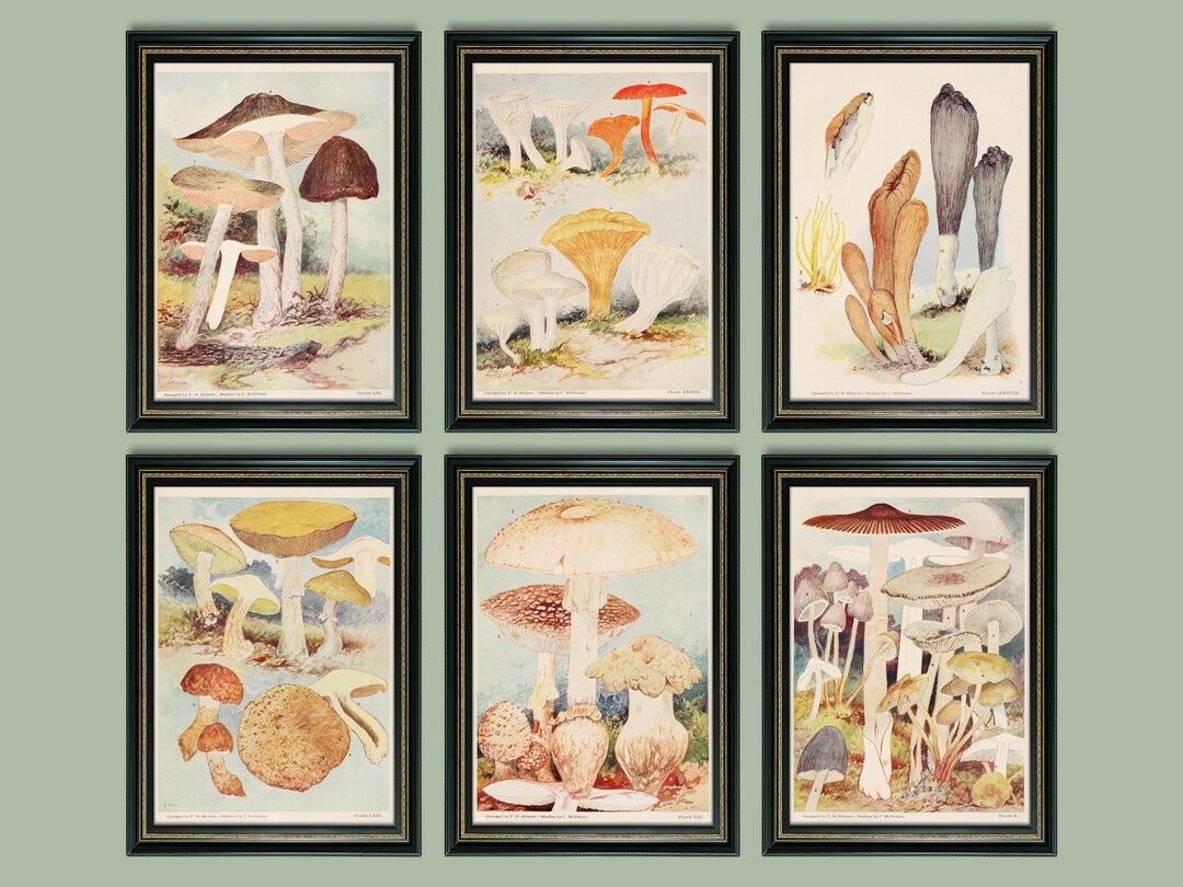 Toadstool Mushrooms Vintage Prints - Set of 6 - Gallery Wall Art ...