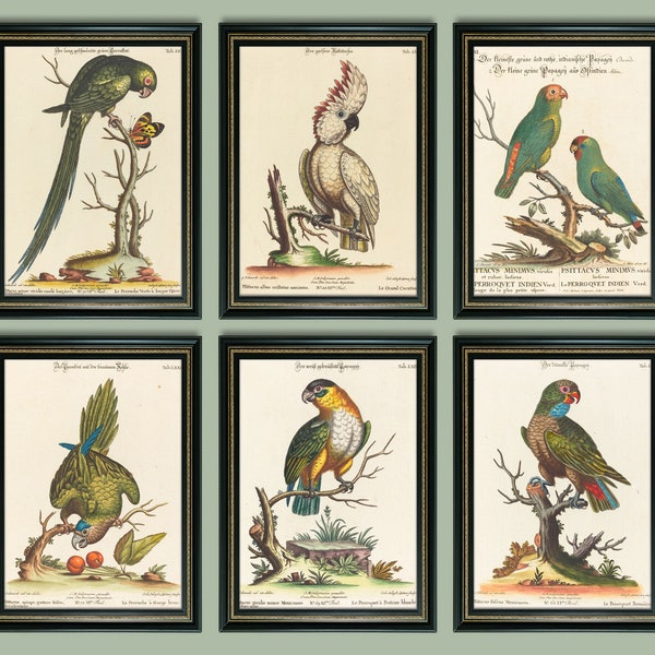Antique Parrot Print - Etsy