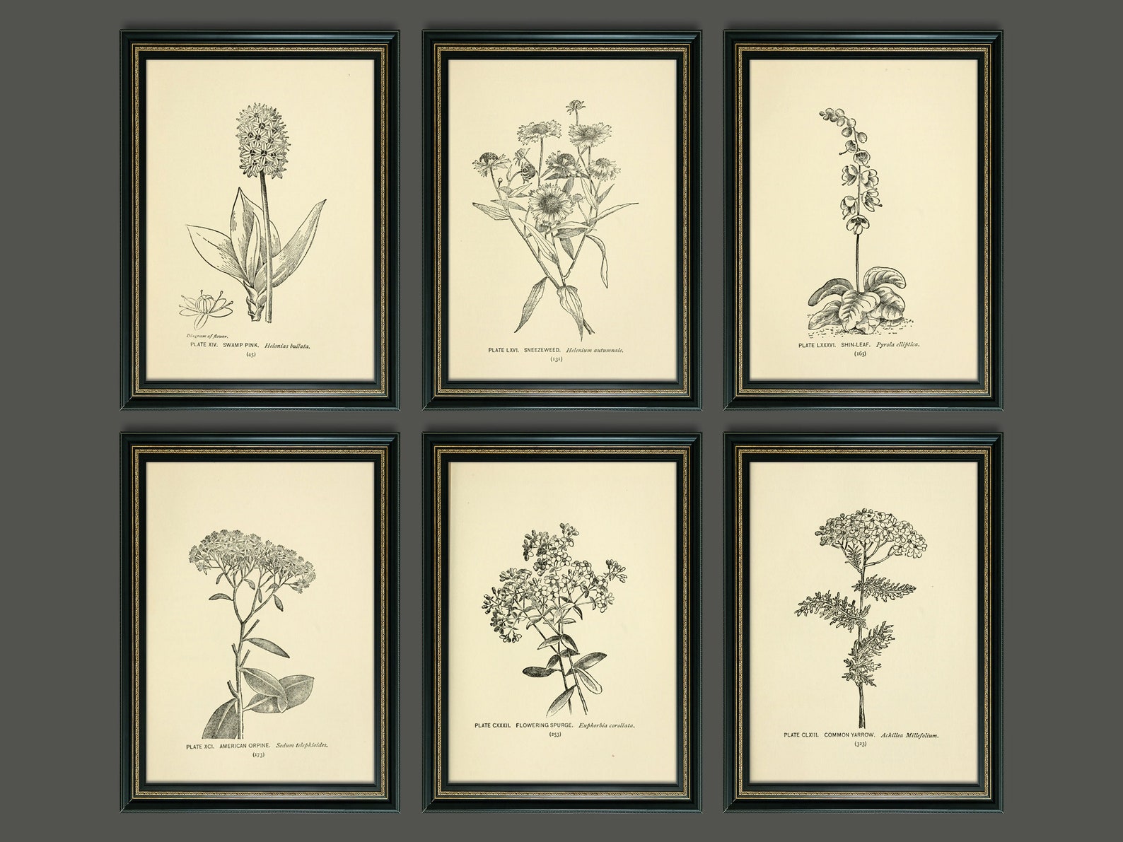 Vintage Wildflower Prints: Antique Botanical Gallery Wall Art, Set of 6 ...