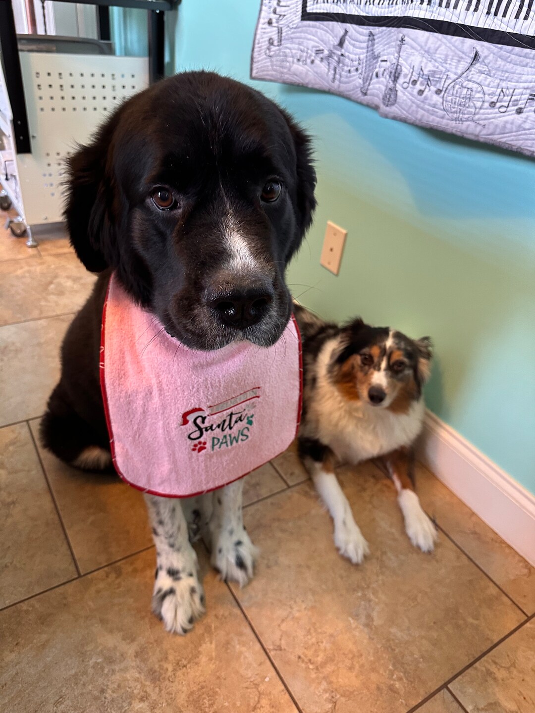 Newfoundland Dog Drool Bib / X-large Dog Drool Bib/ Personalized Dog ...