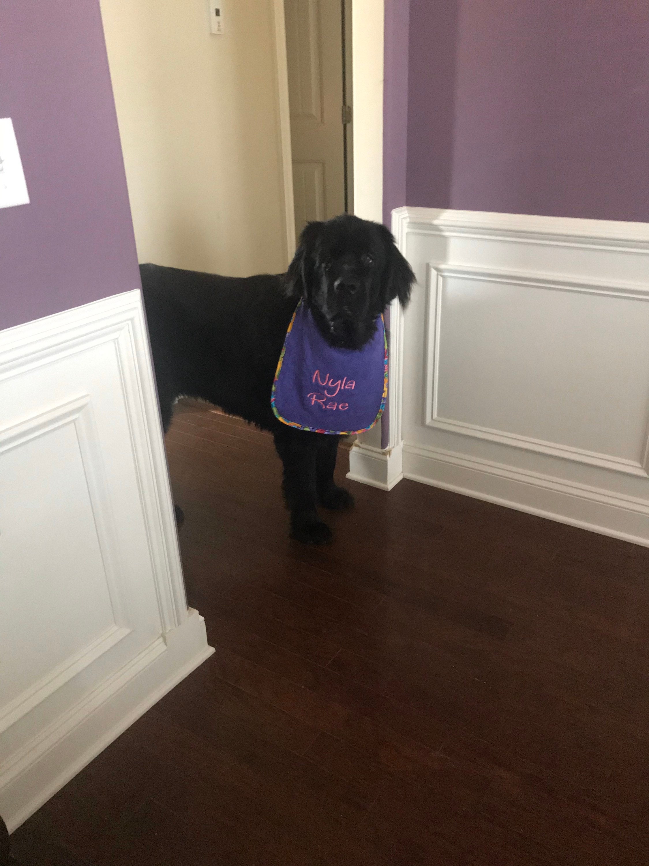 Newfoundland Dog Drool Bib / X-large Dog Drool Bib/ Personalized Dog ...