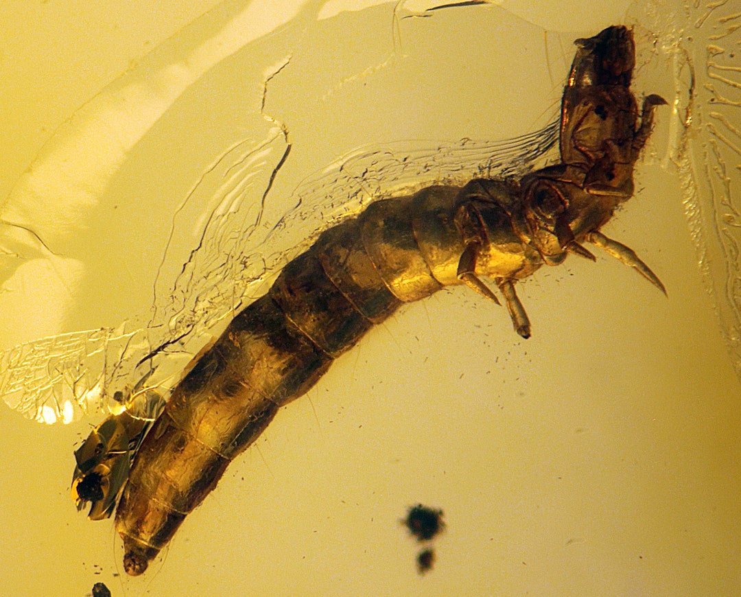 Genuine Baltic Amber With Rare Larva Fossil Insect 4.80 Ct - Etsy