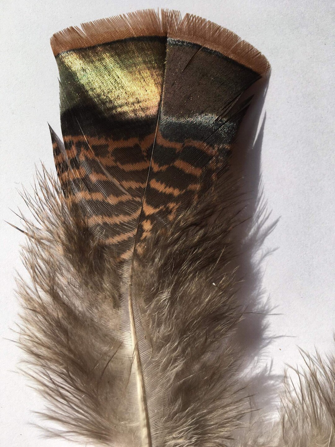 Natural Turkey Feathers I Art and Craft DIY Craft Feathers Eco Plastic ...