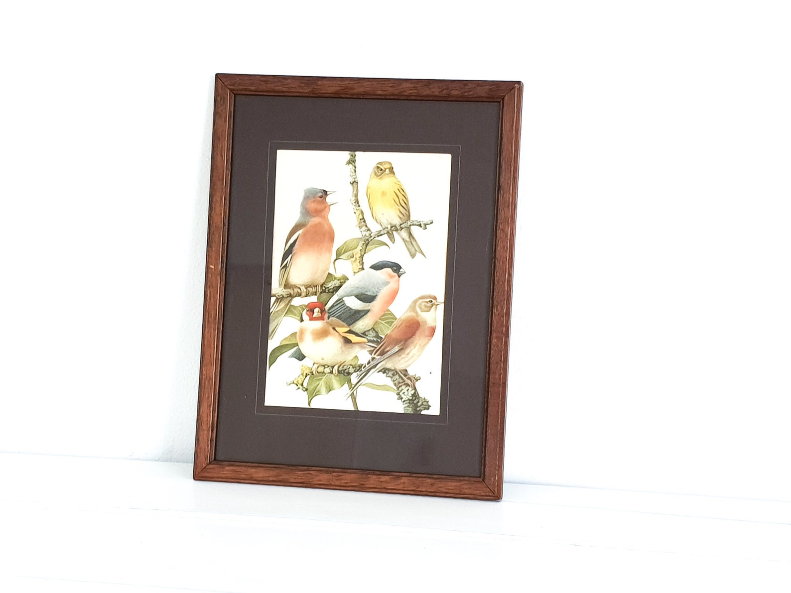 Vintage Bird Print in Wooden Frame Framed Bird Print - Etsy
