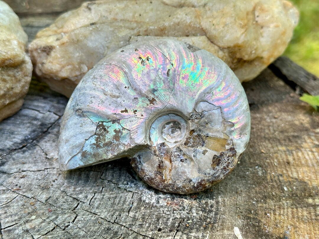 Fossil Shell, Ammonite, Cleoniceras Ammonite, Iridescent, Display Stand ...