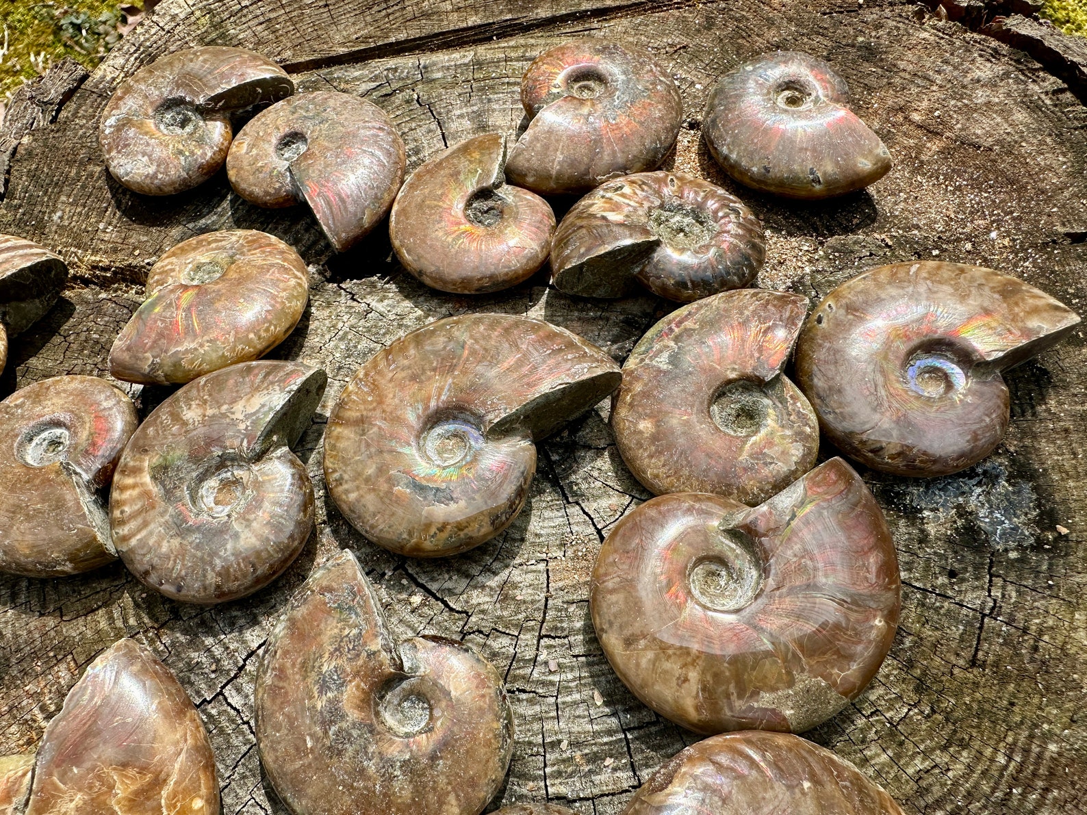 Fossil Shell, Red Fossilized Ammonite, Ammonite With Iridescence ...