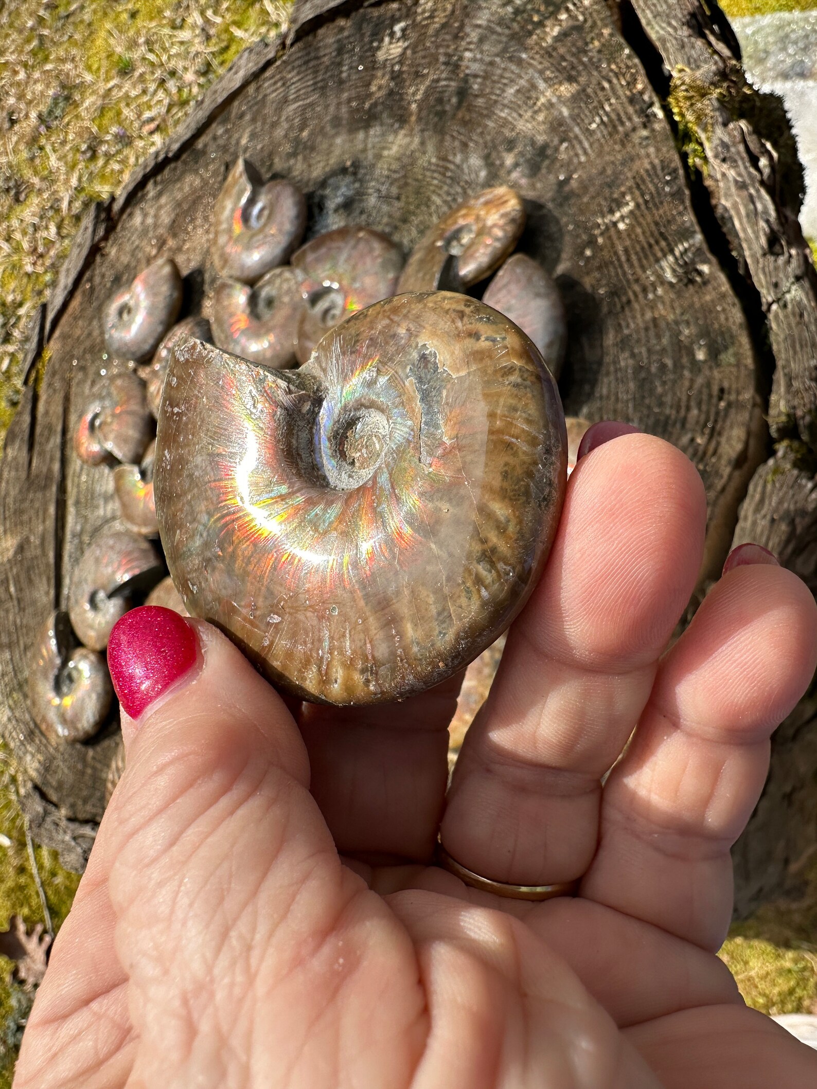Fossil Shell, Red Fossilized Ammonite, Ammonite With Iridescence ...