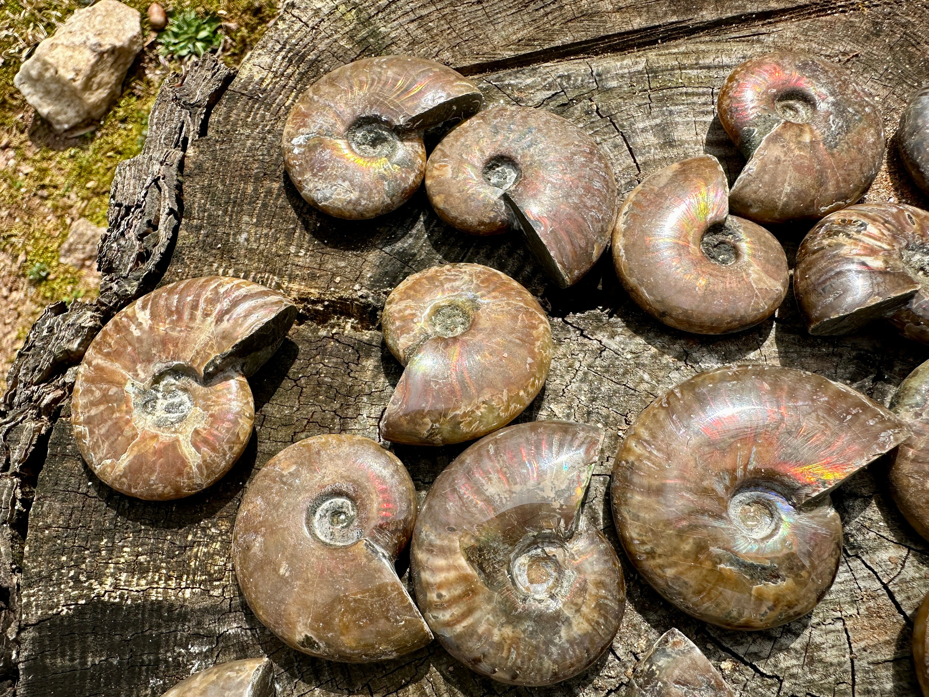 Fossil Shell, Red Fossilized Ammonite, Ammonite With Iridescence ...