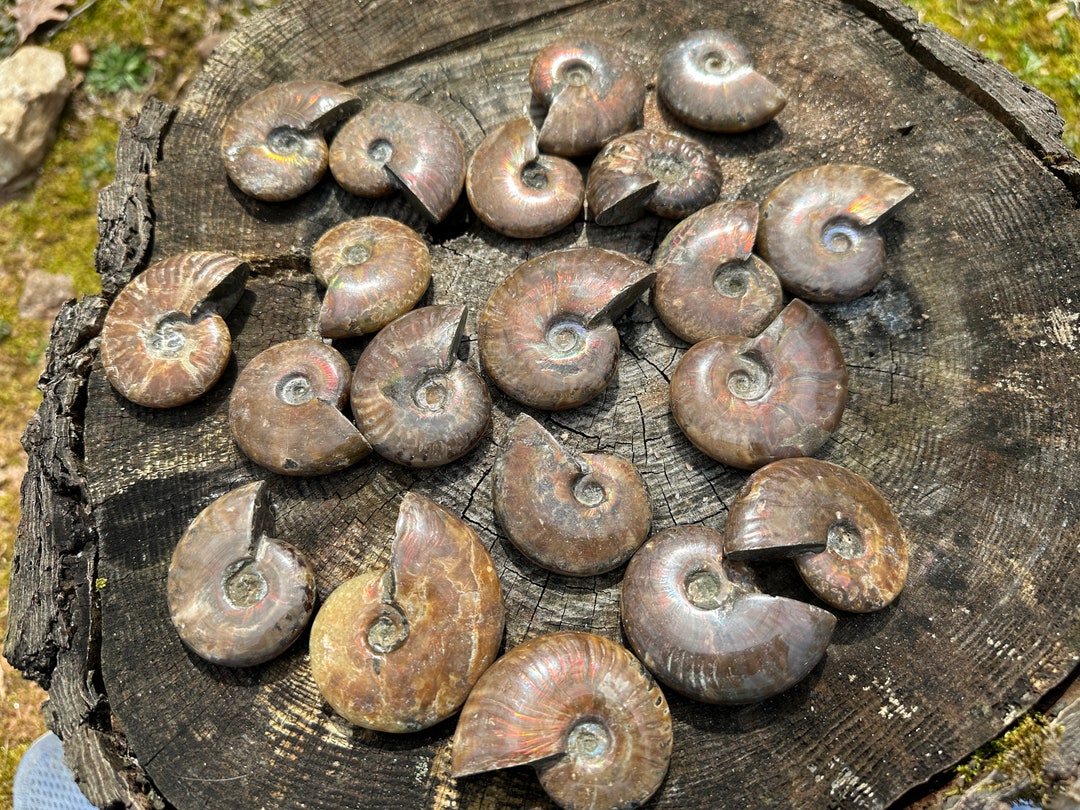 Fossil Shell, Red Fossilized Ammonite, Ammonite With Iridescence ...