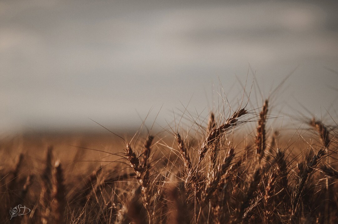 The Harvest, Wheat, Wheatfield, Grain, Farm Photo, Fine Art Print, Wall ...