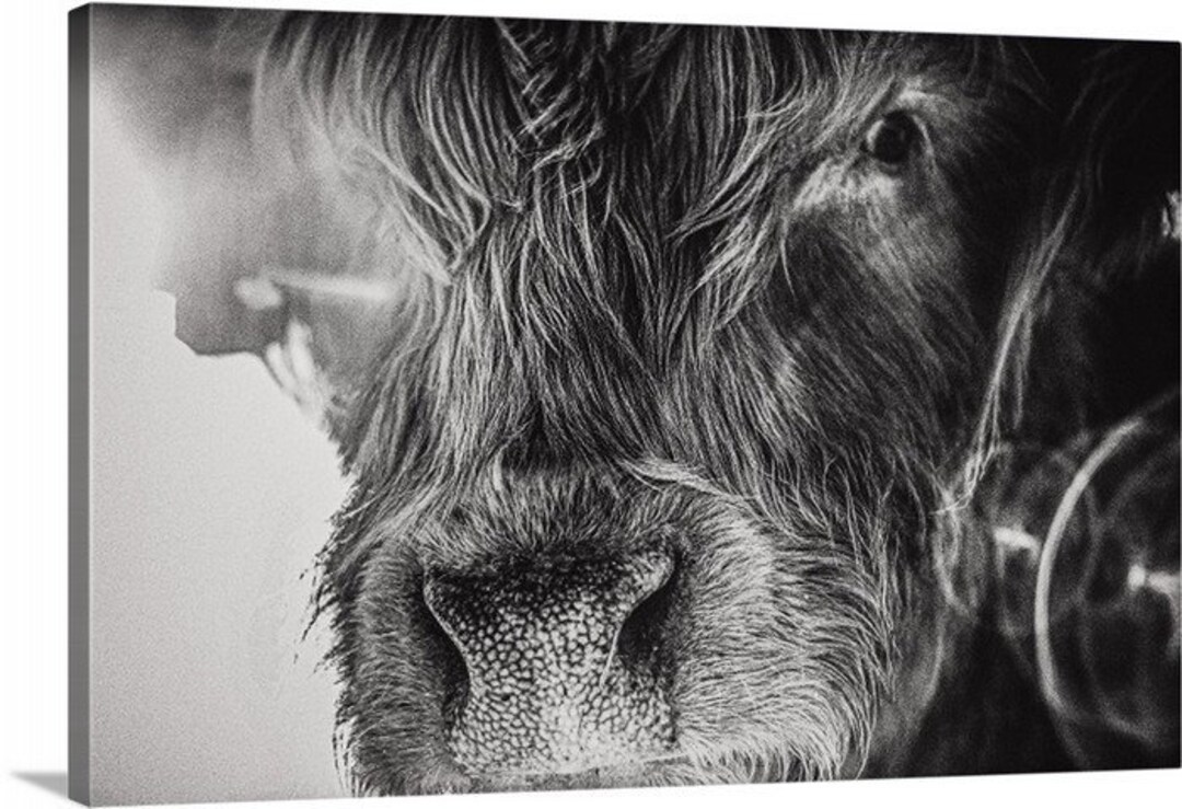 Sunny, Hairy Highlander Canvas, Highlander Cow Print Black and White ...