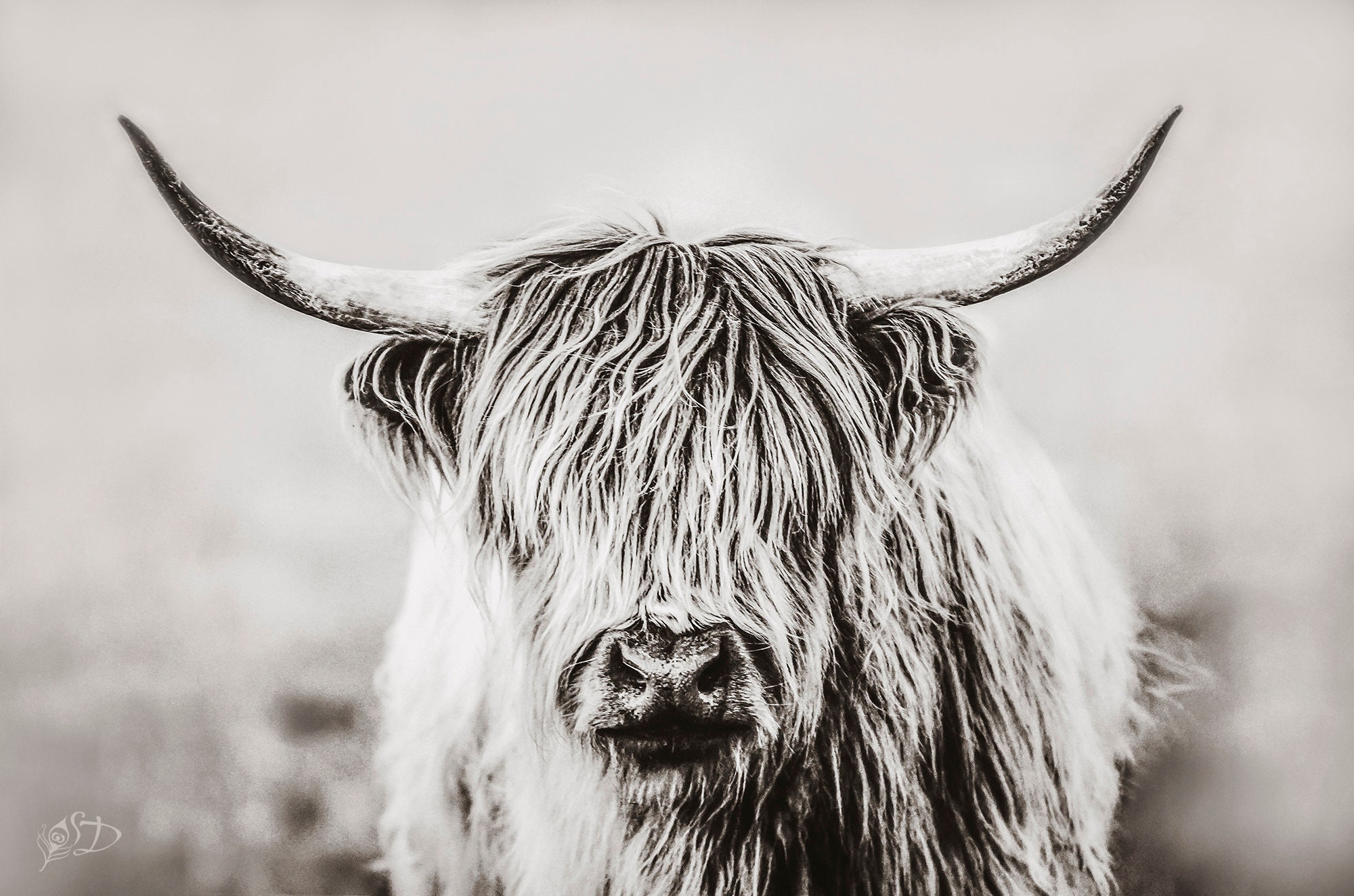 Hairy Highlander highlander cow print cow art bw Scottish | Etsy