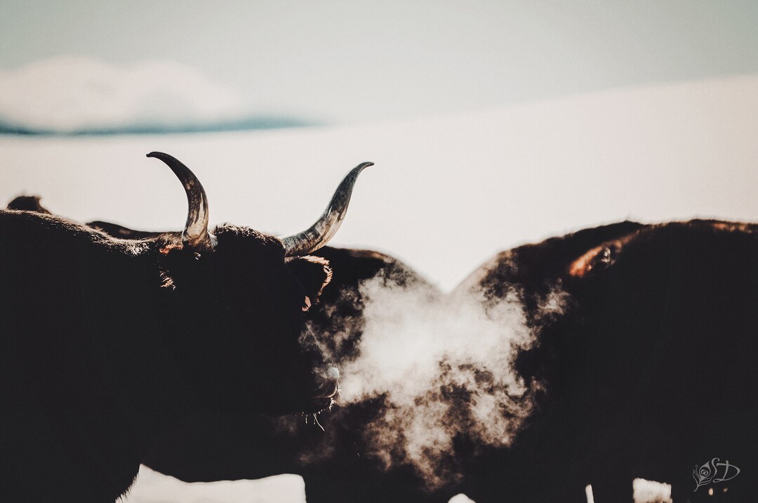 Steam Haus Cow Cow Art Bull Steam Ranch Photo Fine Art - Etsy