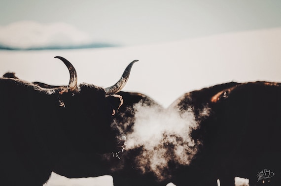 Steam Haus Cow Cow Art Bull Steam Ranch Photo Fine Art - Etsy