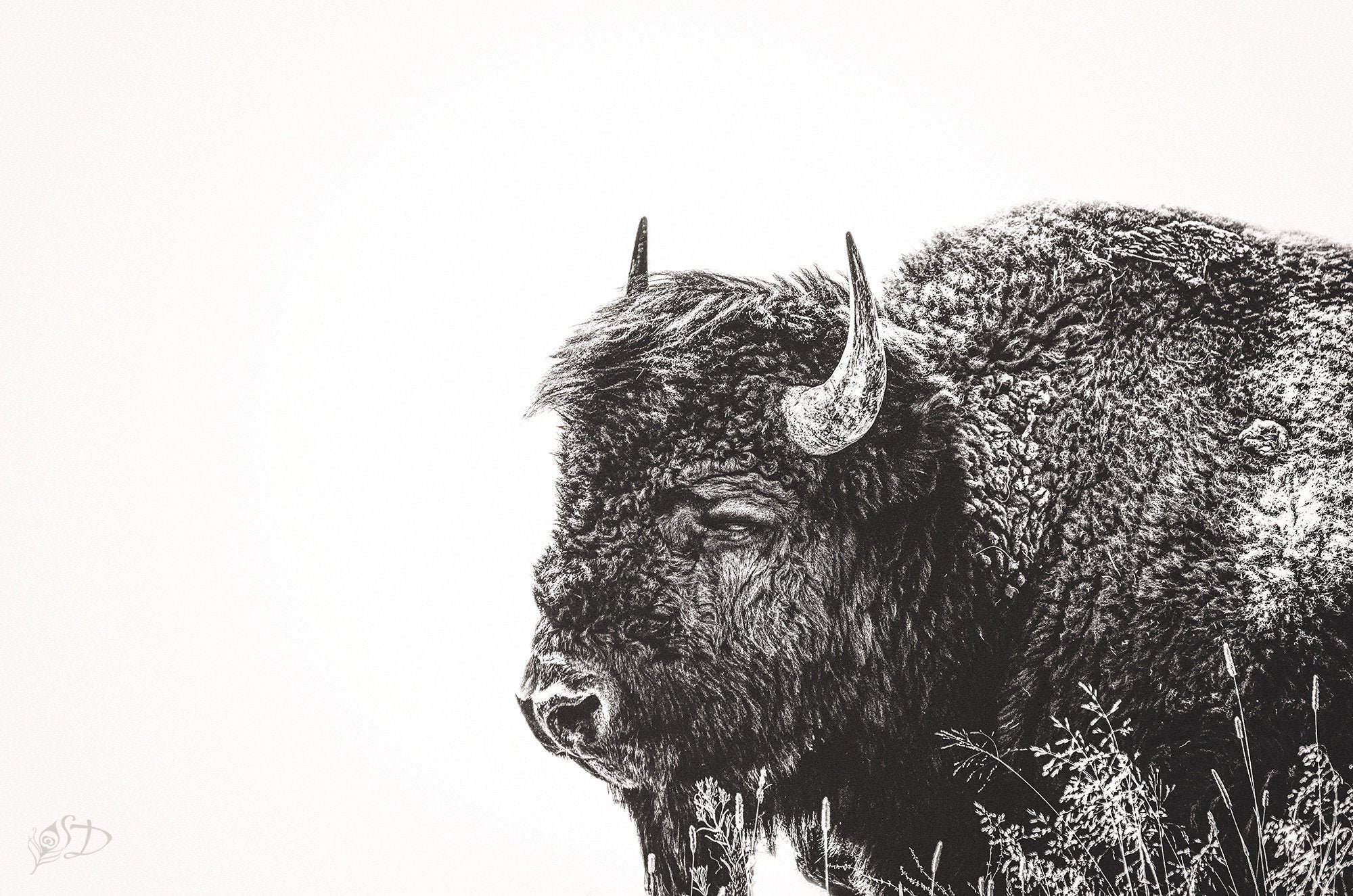 Beastly buffalo bison wildlife photo black and white | Etsy