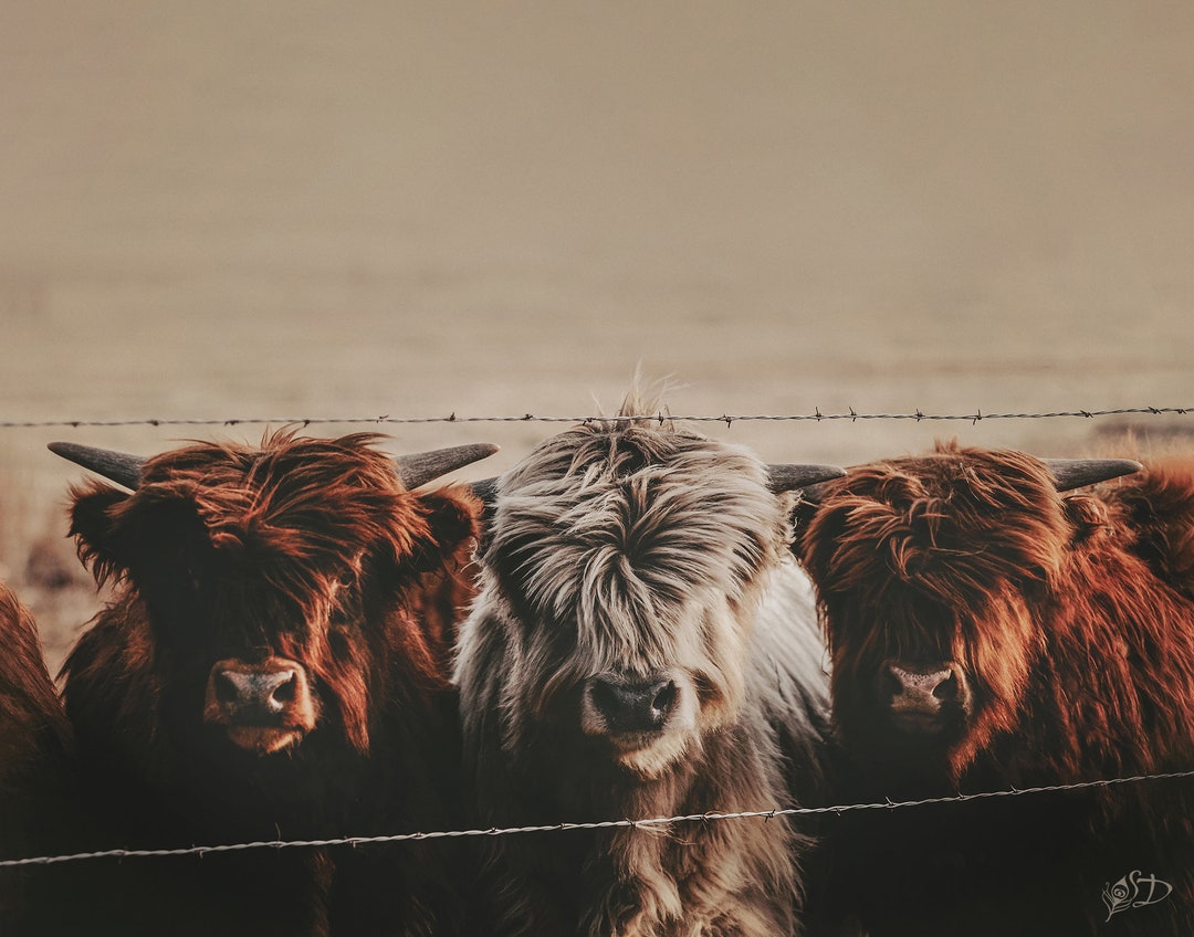 Three Amigos, Highlander Cow Print, Cow Art, Scottish Highlander ...