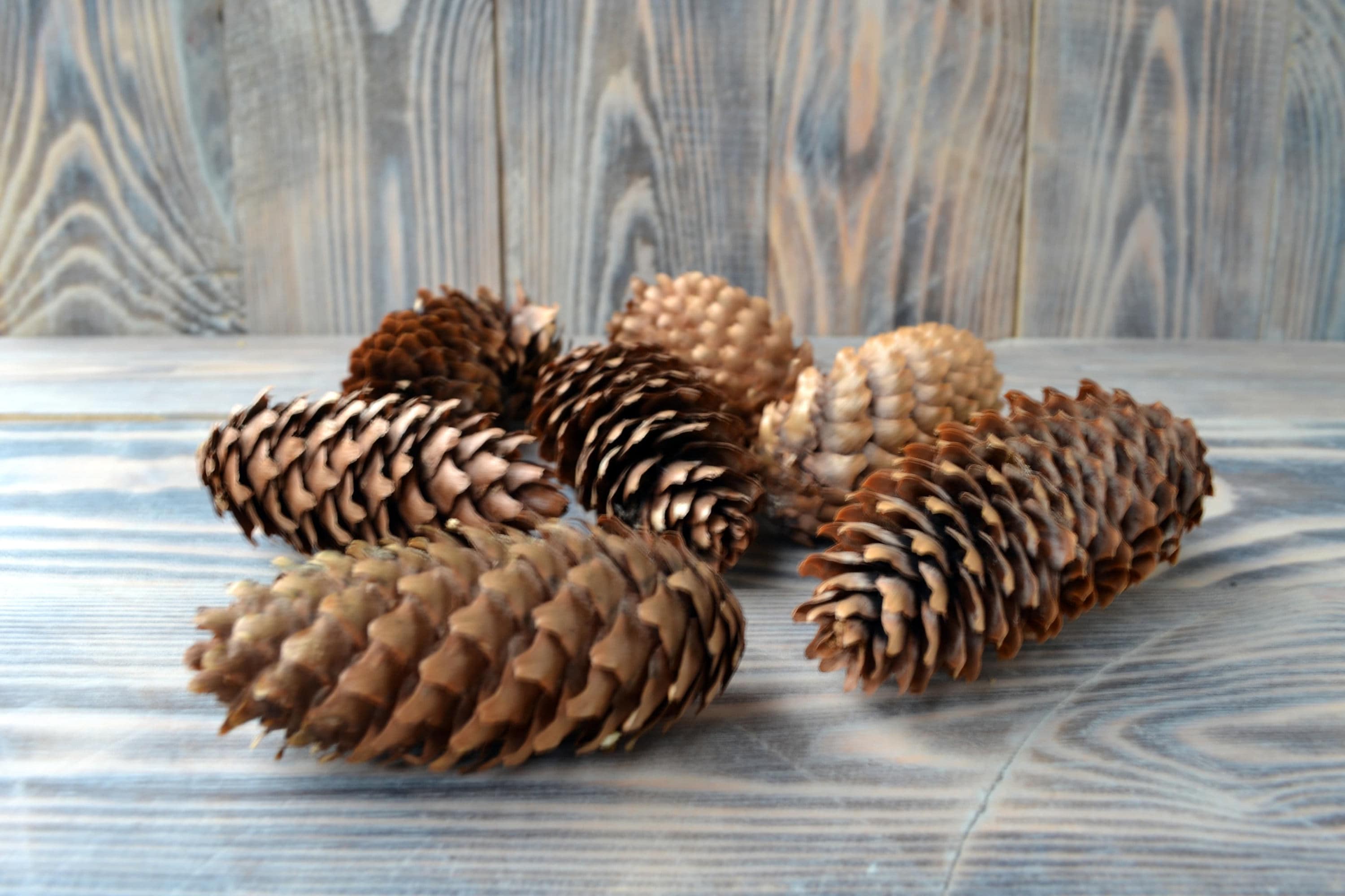 FIR CONES Pine Cones Natural Spruce Cone Large Pine Cones Natural Big ...