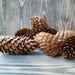 FIR CONES Pine Cones Natural Spruce Cone Large Pine Cones Natural Big ...