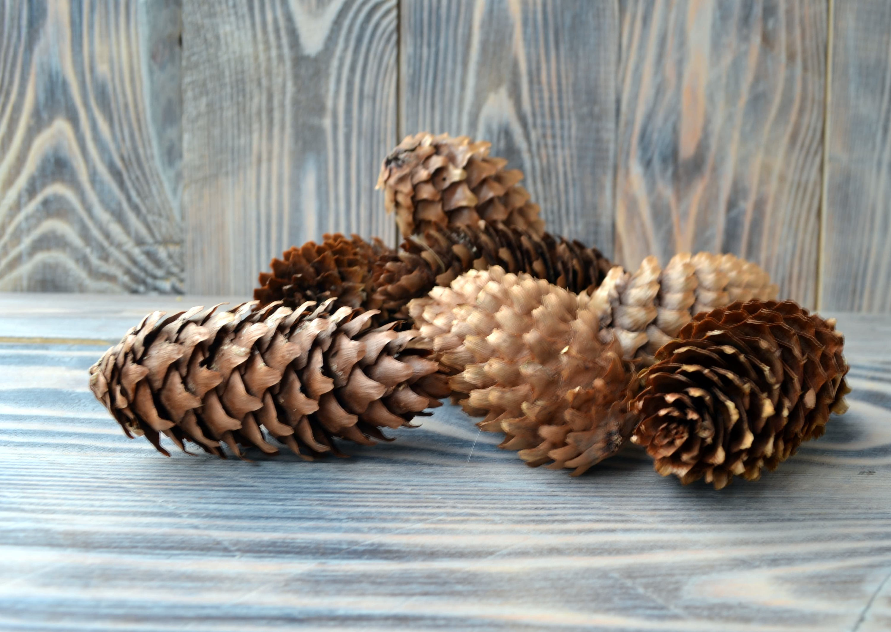 FIR CONES Pine Cones Natural Spruce Cone Large Pine Cones Natural Big ...