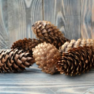 FIR CONES Pine Cones Natural Spruce Cone Large Pine Cones Natural Big ...