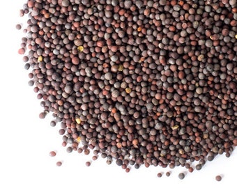 Osha Root Powder - Etsy