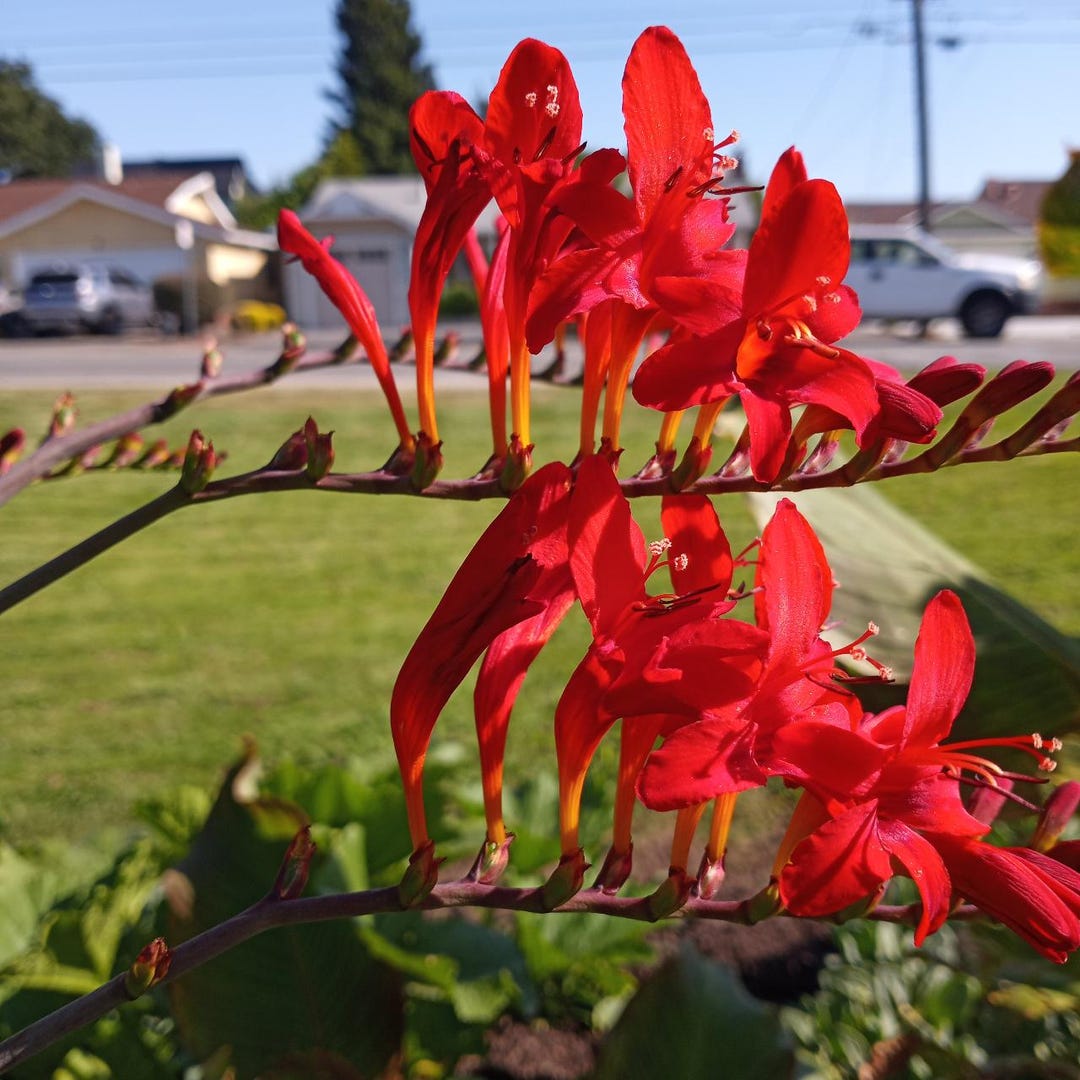 Crocosmia Lucifer Flower 20 Seeds Picked Nov 2025! - Etsy