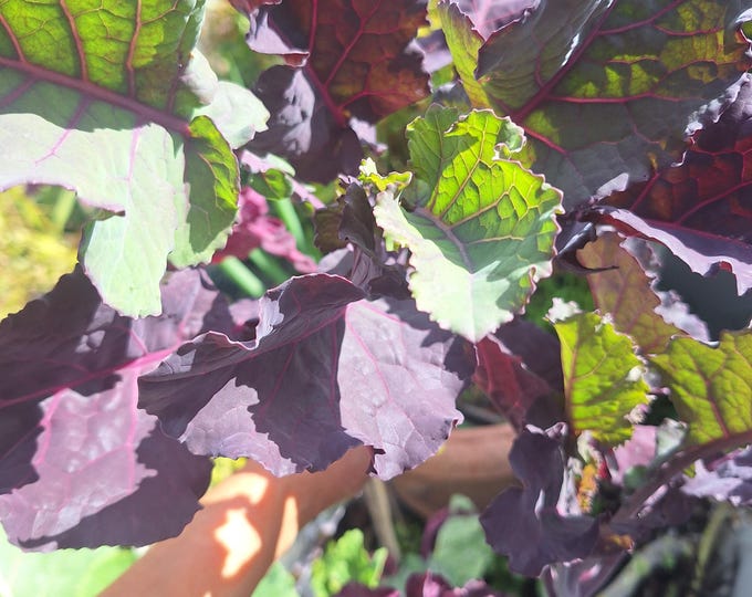 3 Merritt Tree Collard Cuttings - Etsy
