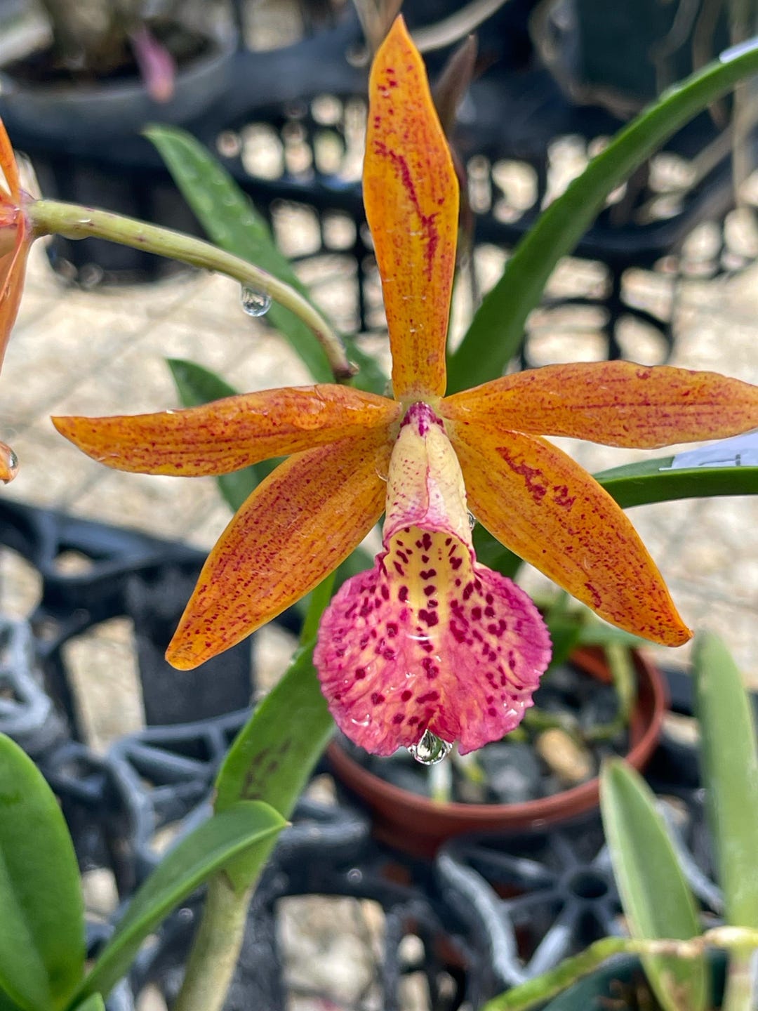 Orchid Blc. Rustic Spots - Potted - Etsy