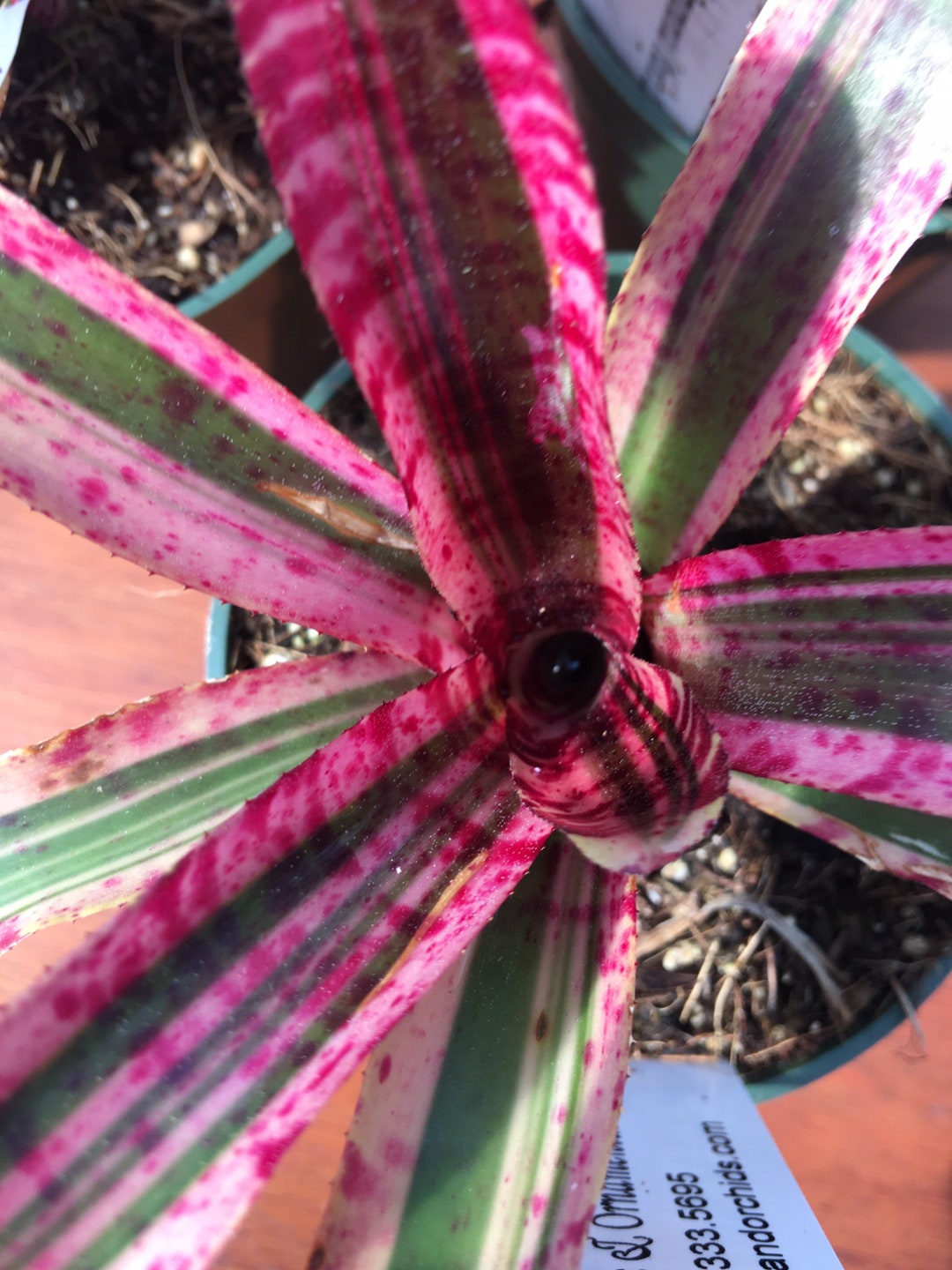 Bromeliad Neoregelia Blushing Zebra -great for Terrarium - 4" Potted - Etsy
