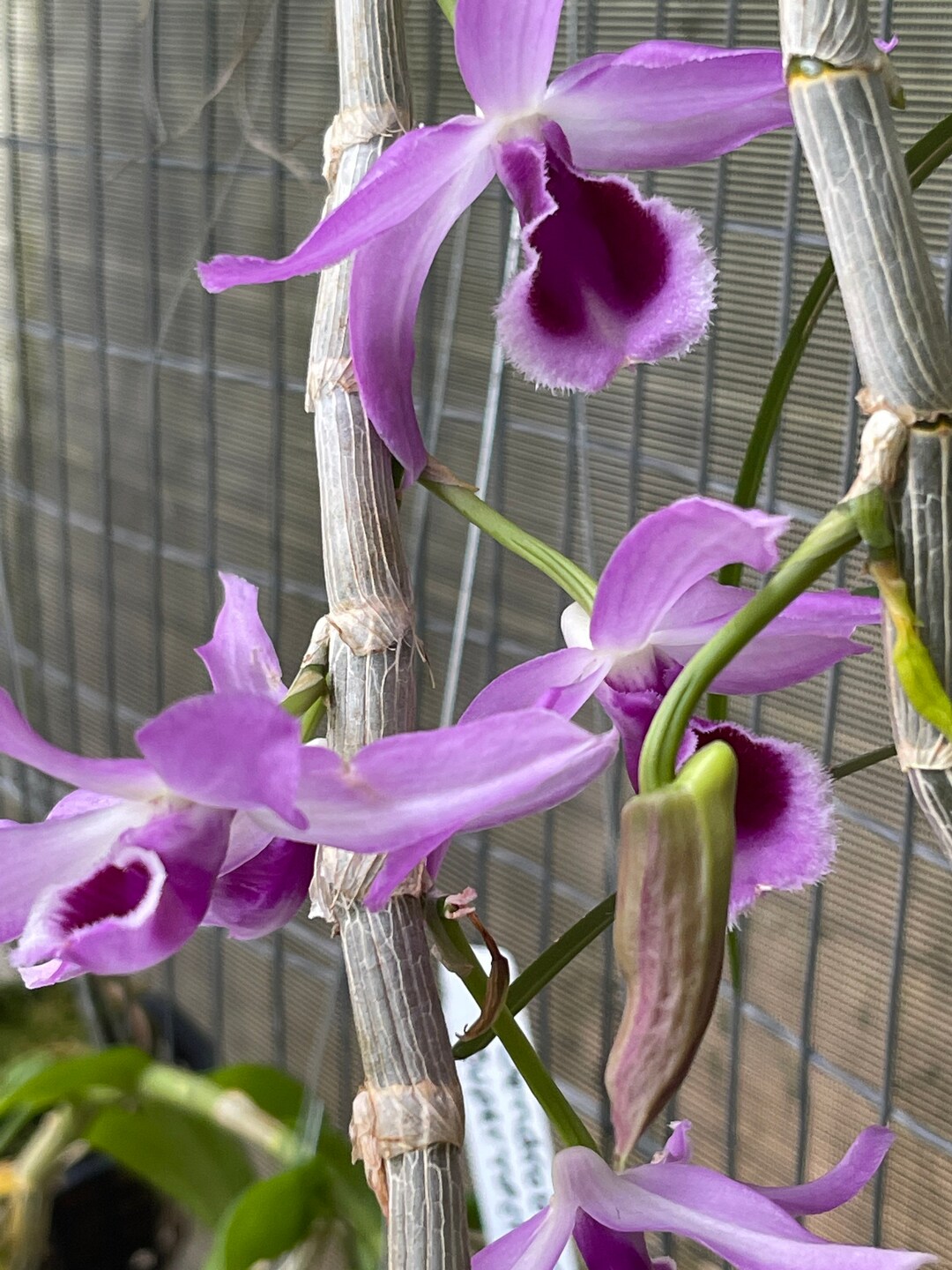 Orchid Live Dendrobium Anosmum (lavender) - 4"potted - Etsy