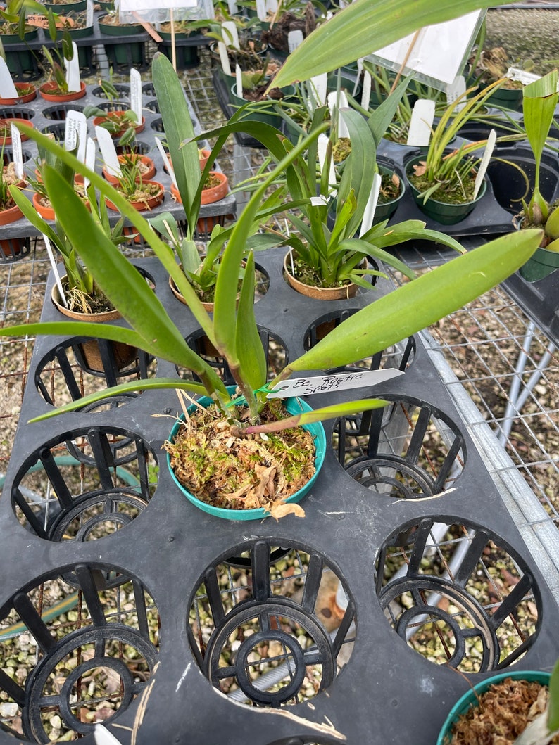 Orchid Blc. Rustic Spots Potted - Etsy