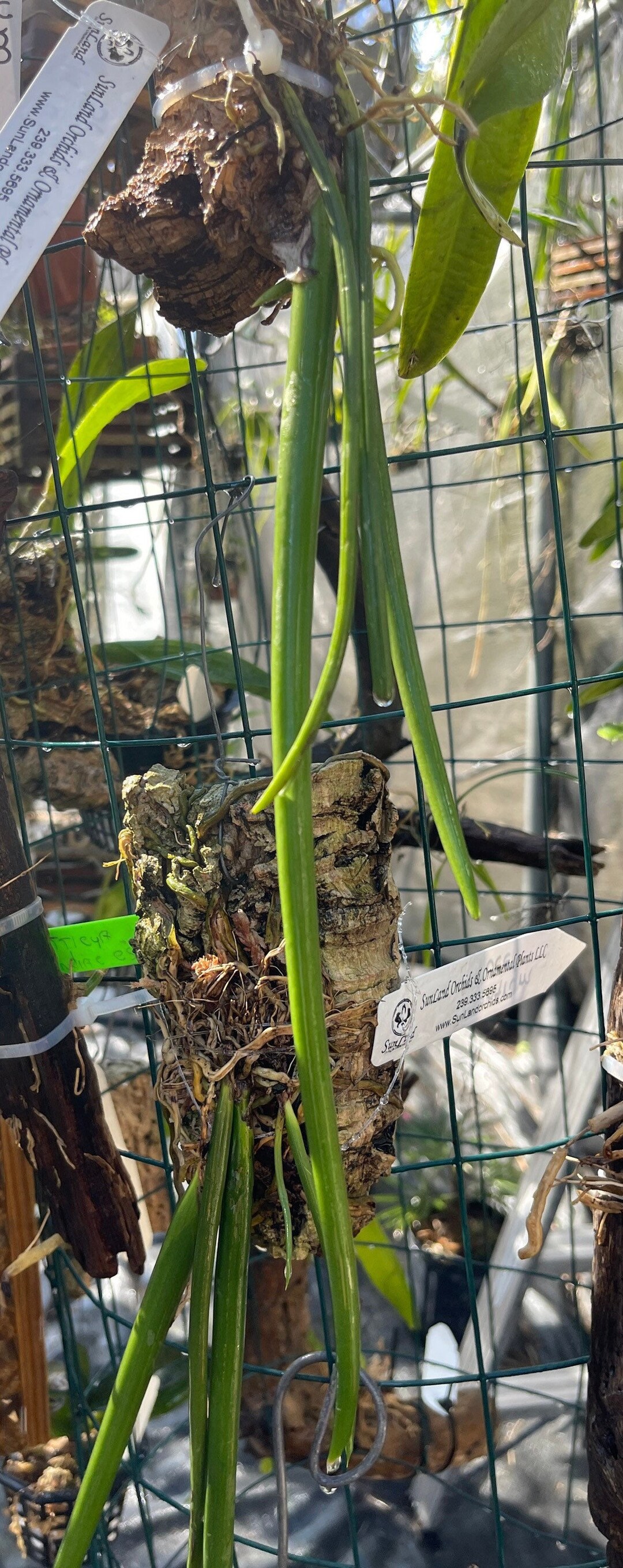 Orchid Live Trichocentrum Sprucei Aka Oncidium Cebolleta - Etsy