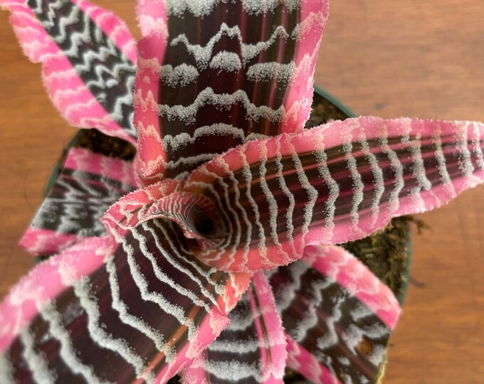Bromeliad Live Cryptanthus "elaine" - Potted - Etsy