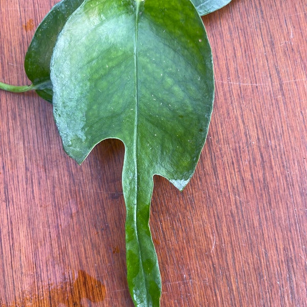 Skeleton Key Pothos - Etsy