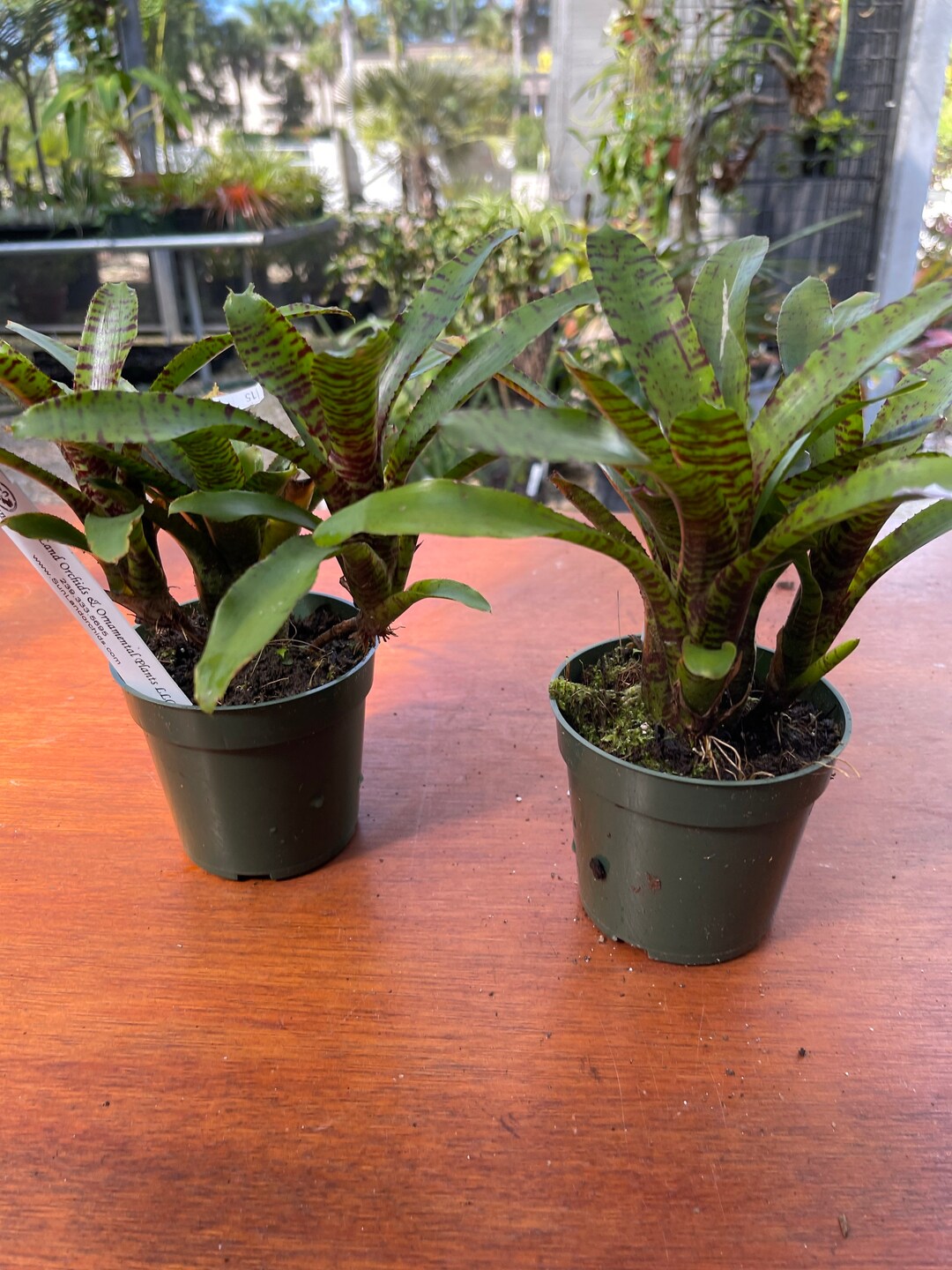 Bromeliad Live Neoregelia Little Tiger - 4" Potted - Good for Terrarium ...