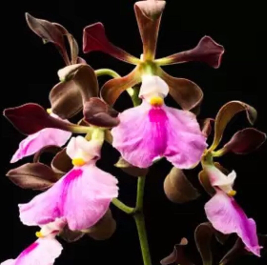 Orchid Live Encyclia Cordigera Bare Root - Etsy