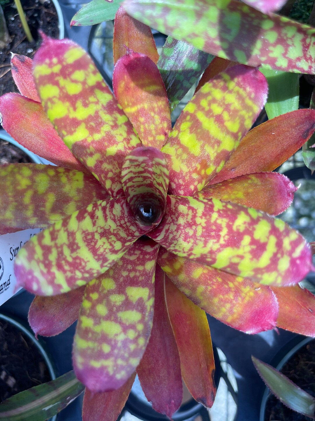 Bromeliad Neoregelia Wild Tiger Mini - Etsy