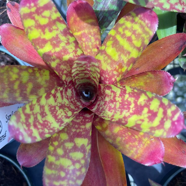 Neoregelia - Etsy