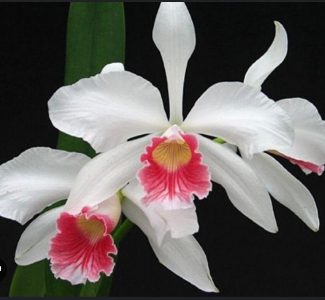Orchid Plant Laelia Purpurata Var. Carnea - Bare Root - Etsy
