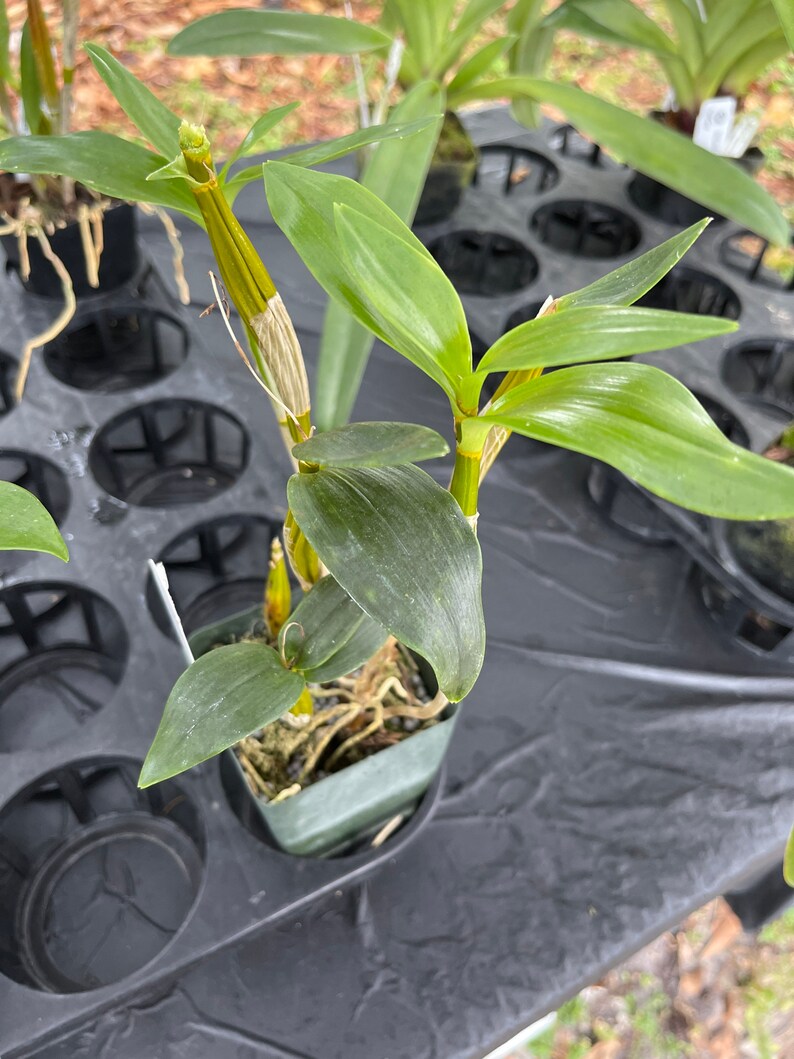 Orchid Live Dendrobium Mini Snow Flake Potted - Etsy