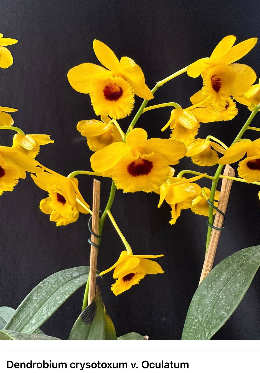 Orchid Live Dendrobium Chrysotoxum Var. Oculatum - Bare Root - Etsy