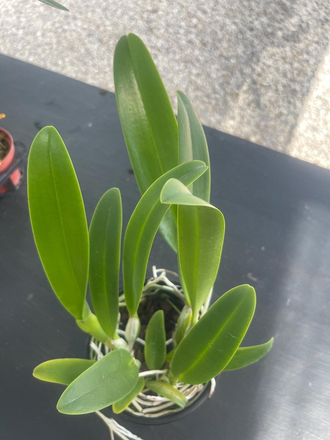Orchid Live Rlc. Wendy Tanaka "volcano Queen" - Potted - Etsy