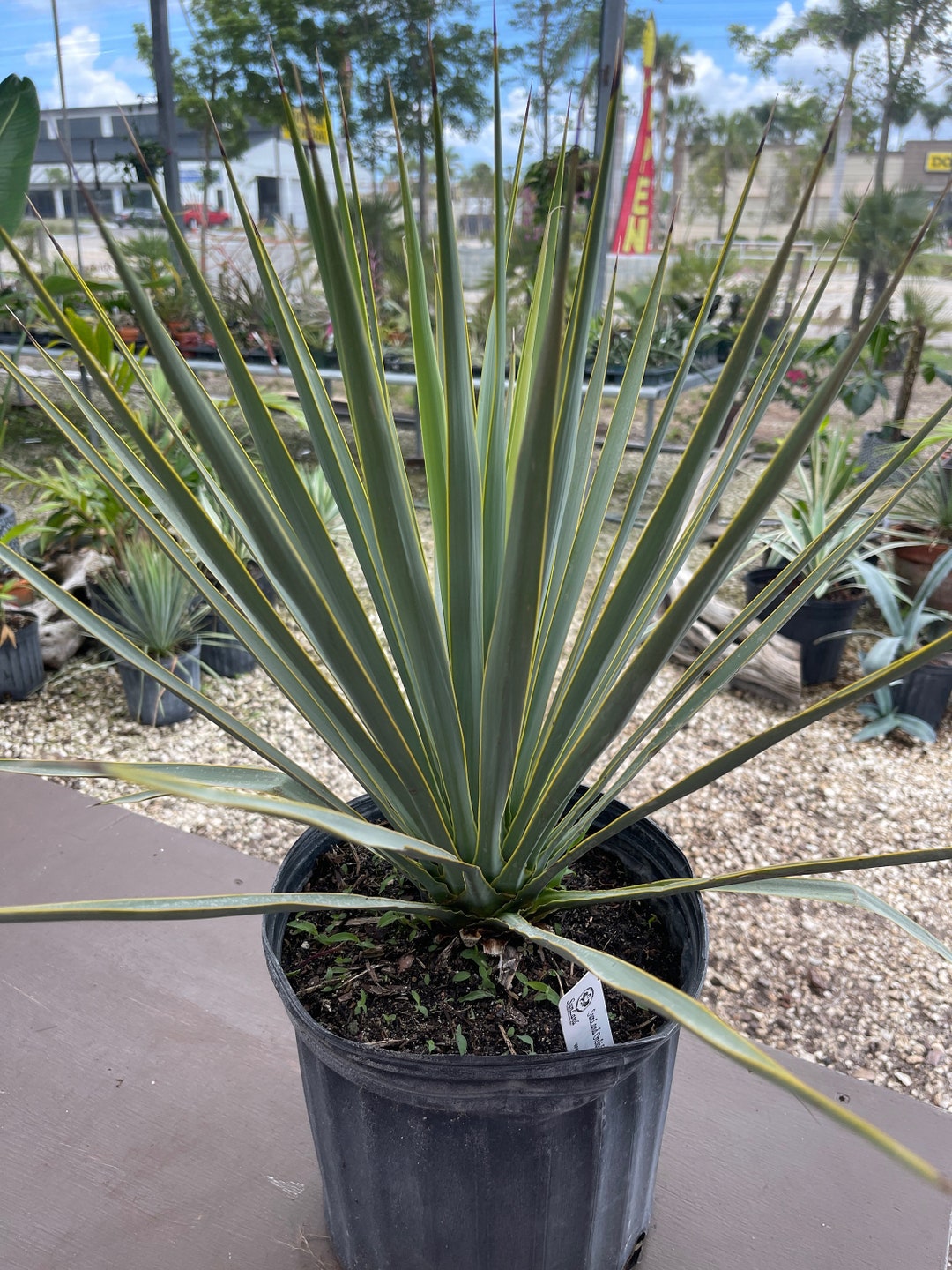 Plant Live Yucca Rigida - 3 Gallon Size - Bare Root - Etsy