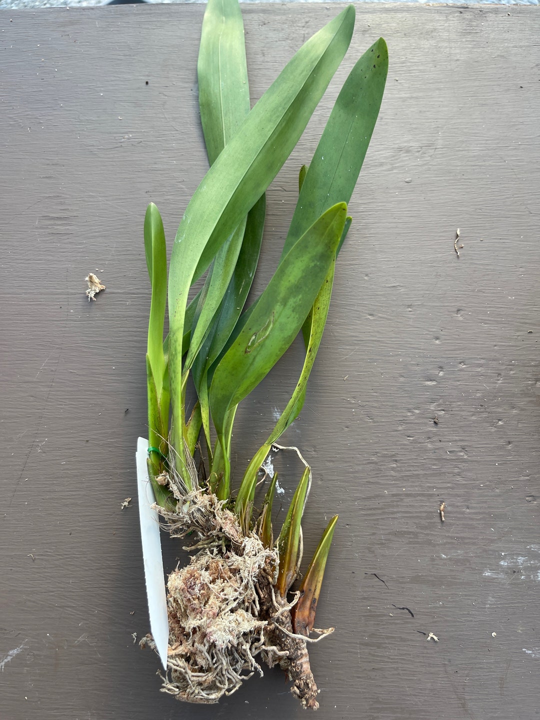 Orchid Live Oncidium Aurarium Bare Root - Etsy