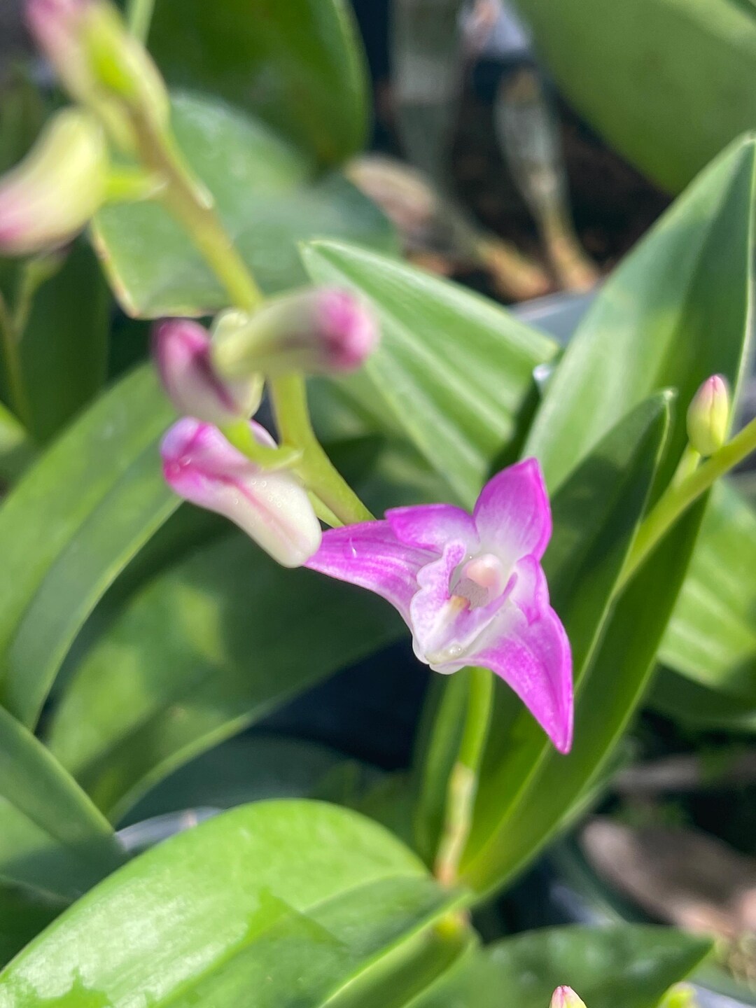 Orchid Plant Dendrobium Kingianum (pink) - Potted - Etsy